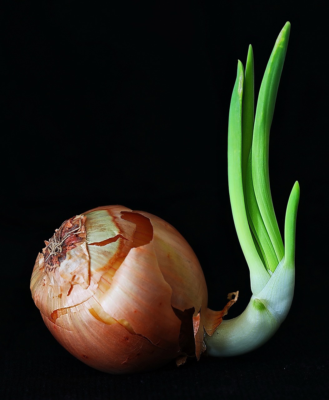 Tree Onions for Weight Loss: Do They Actually Work? (2025 Guide) - Seek ...