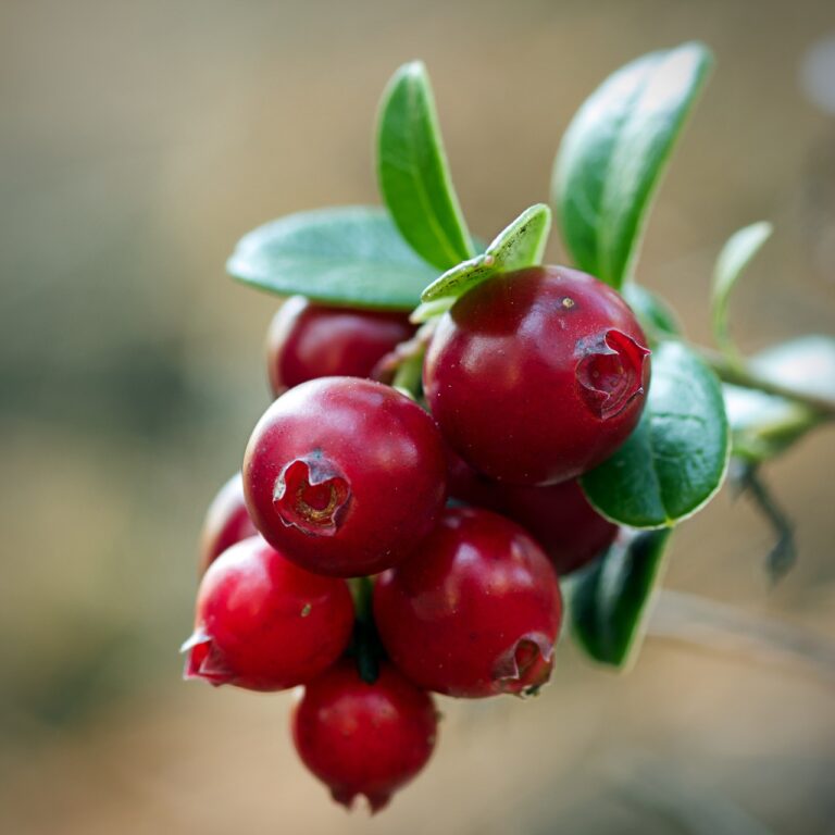 Cranberry for Weight Loss: Science-Backed Benefits and How to Use Them ...