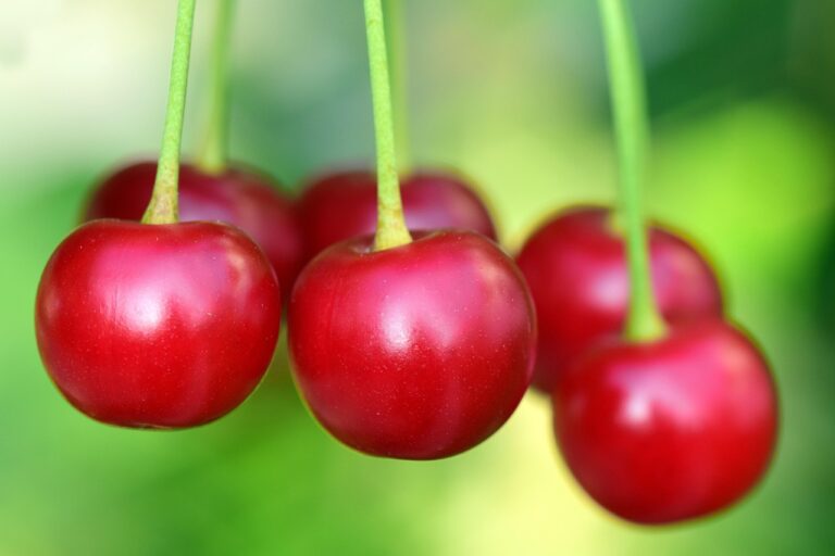 Cherries for Weight Loss: 7 Science-Backed Ways This Sweet Fruit Burns ...