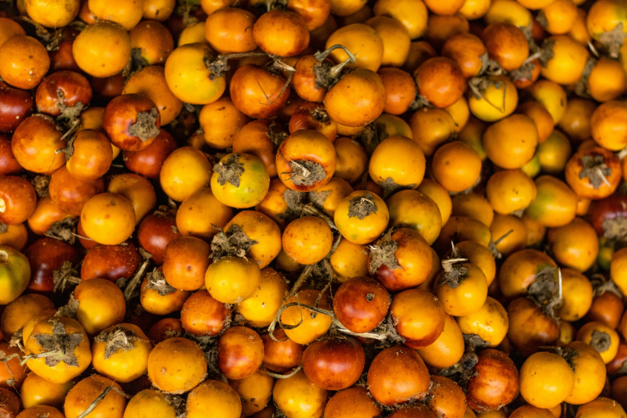 Nance Fruit: The Ultimate Guide to This Tropical Superfruit in 2025 ...